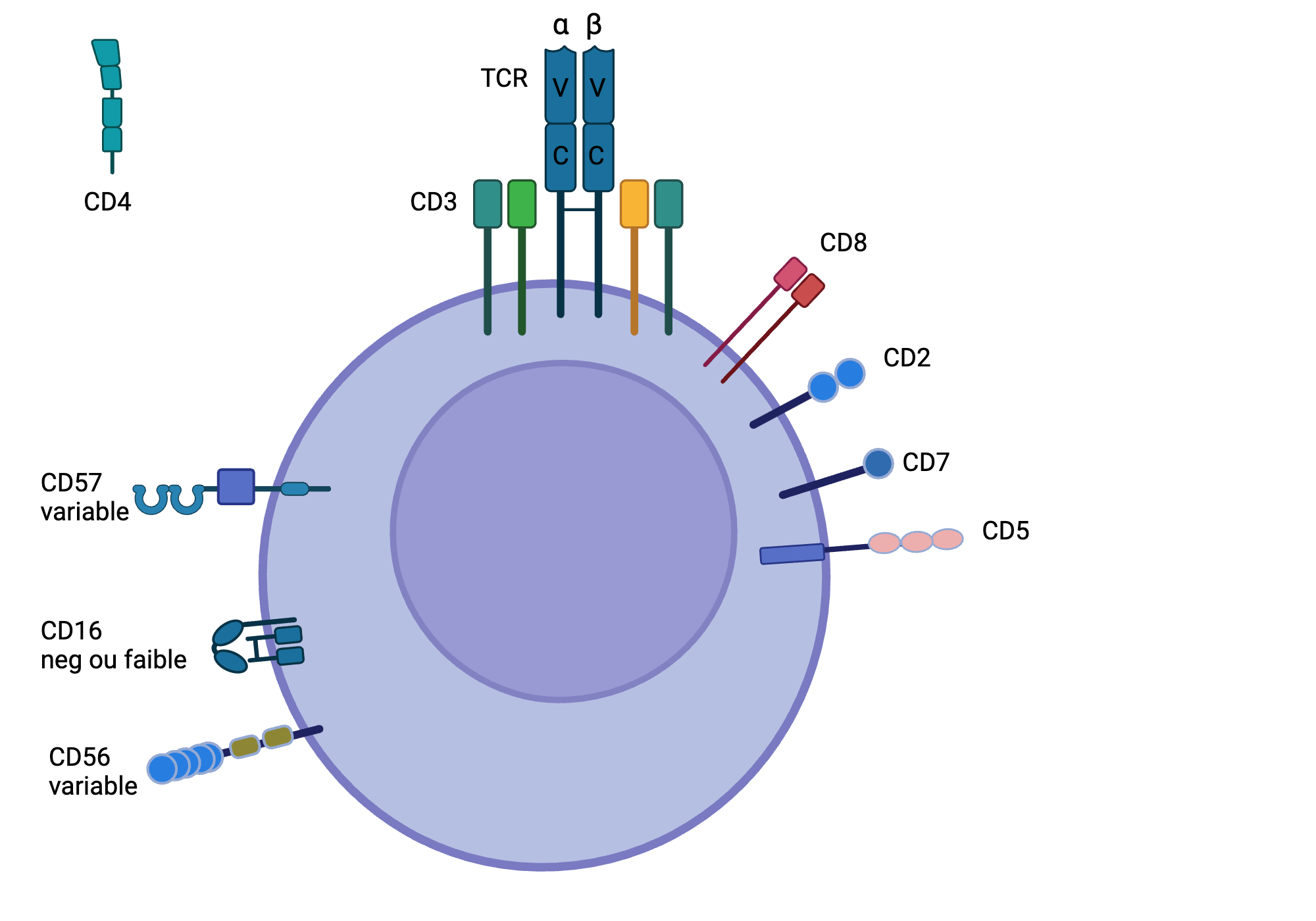 T lymphocyte | BioRender Science Templates