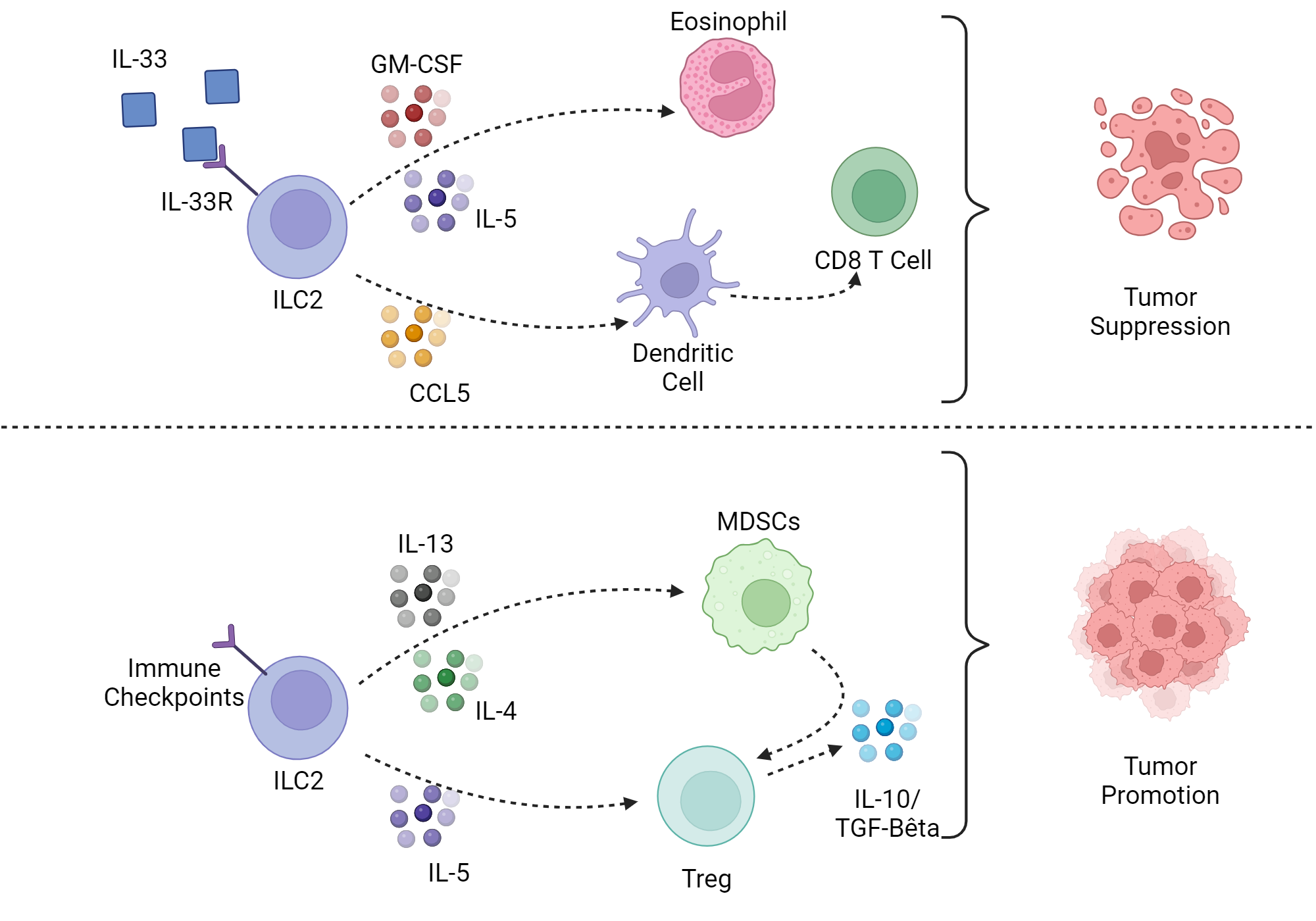 ILC2 and Cancer | BioRender Science Templates