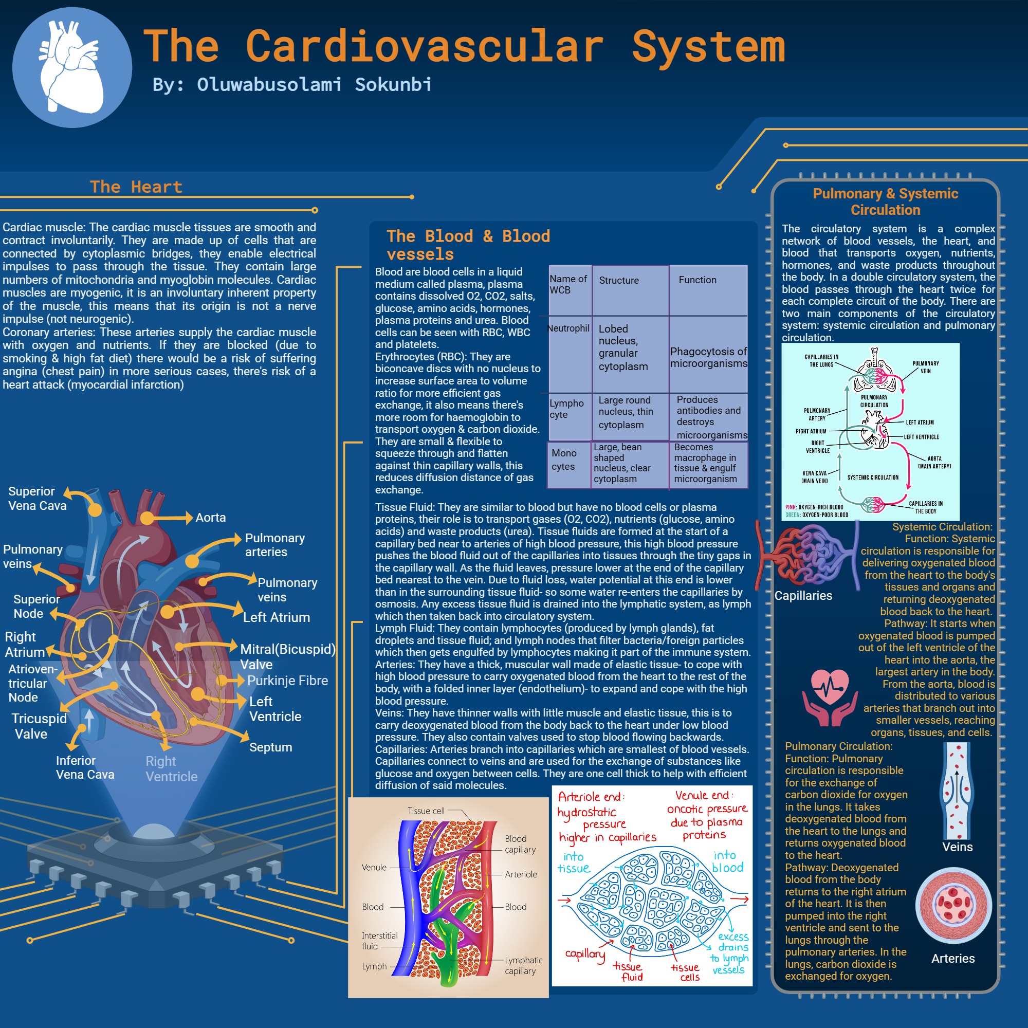 The Cardiovascular System | BioRender Science Templates