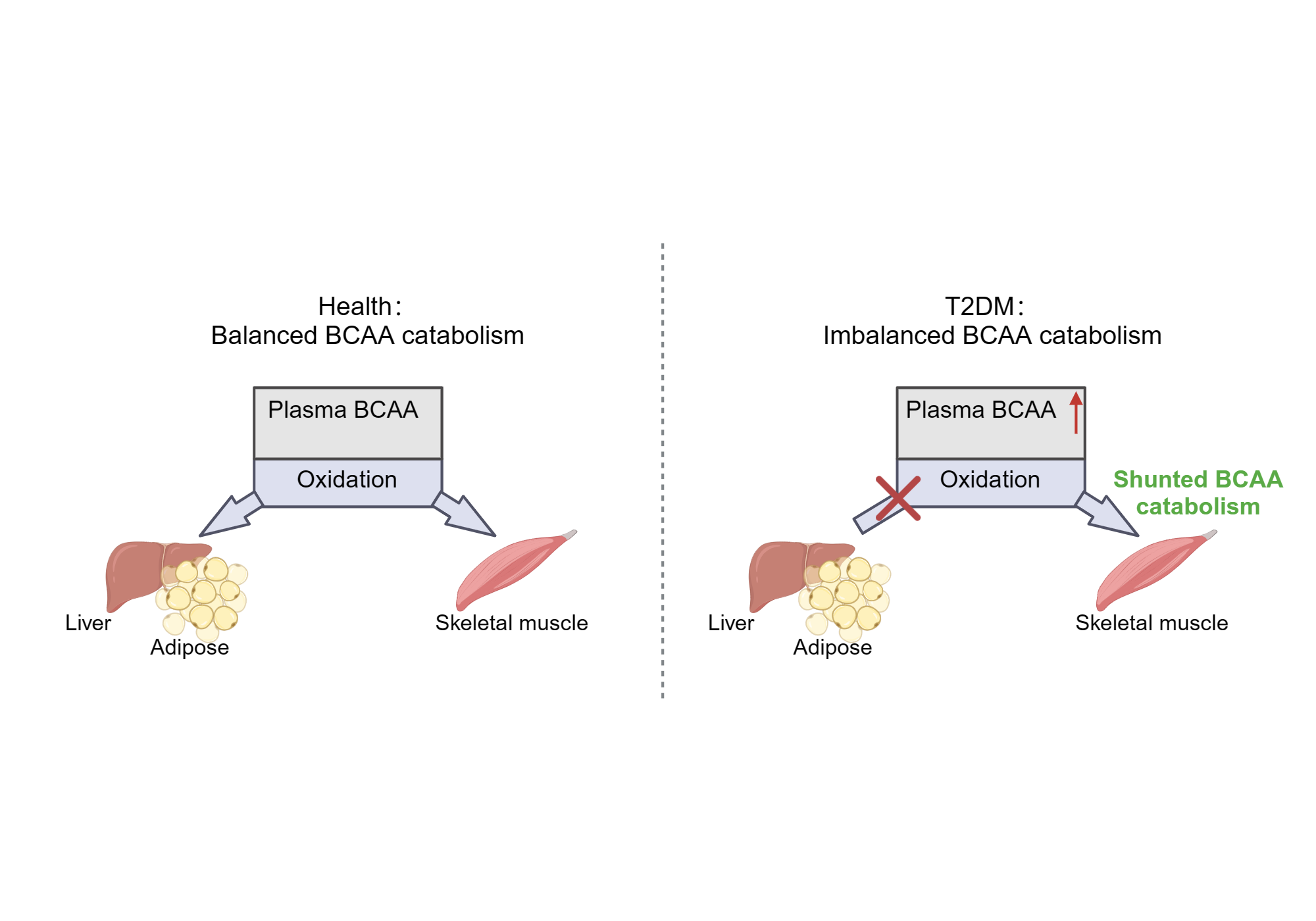 BCAA catabolism | BioRender Science Templates
