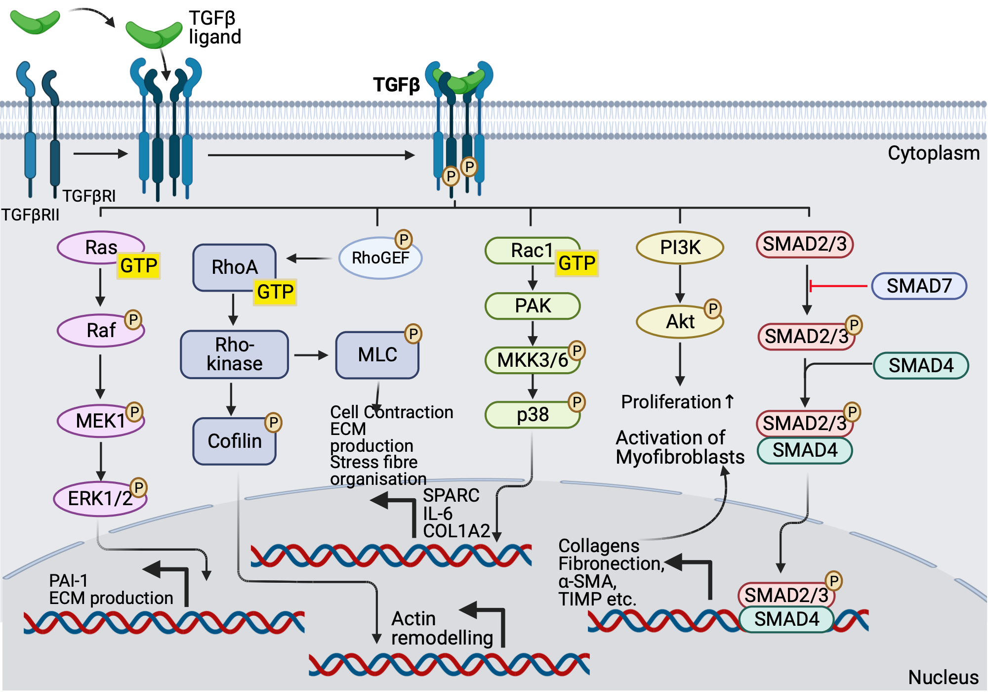 TGF-beta signalling pathways | BioRender Science Templates