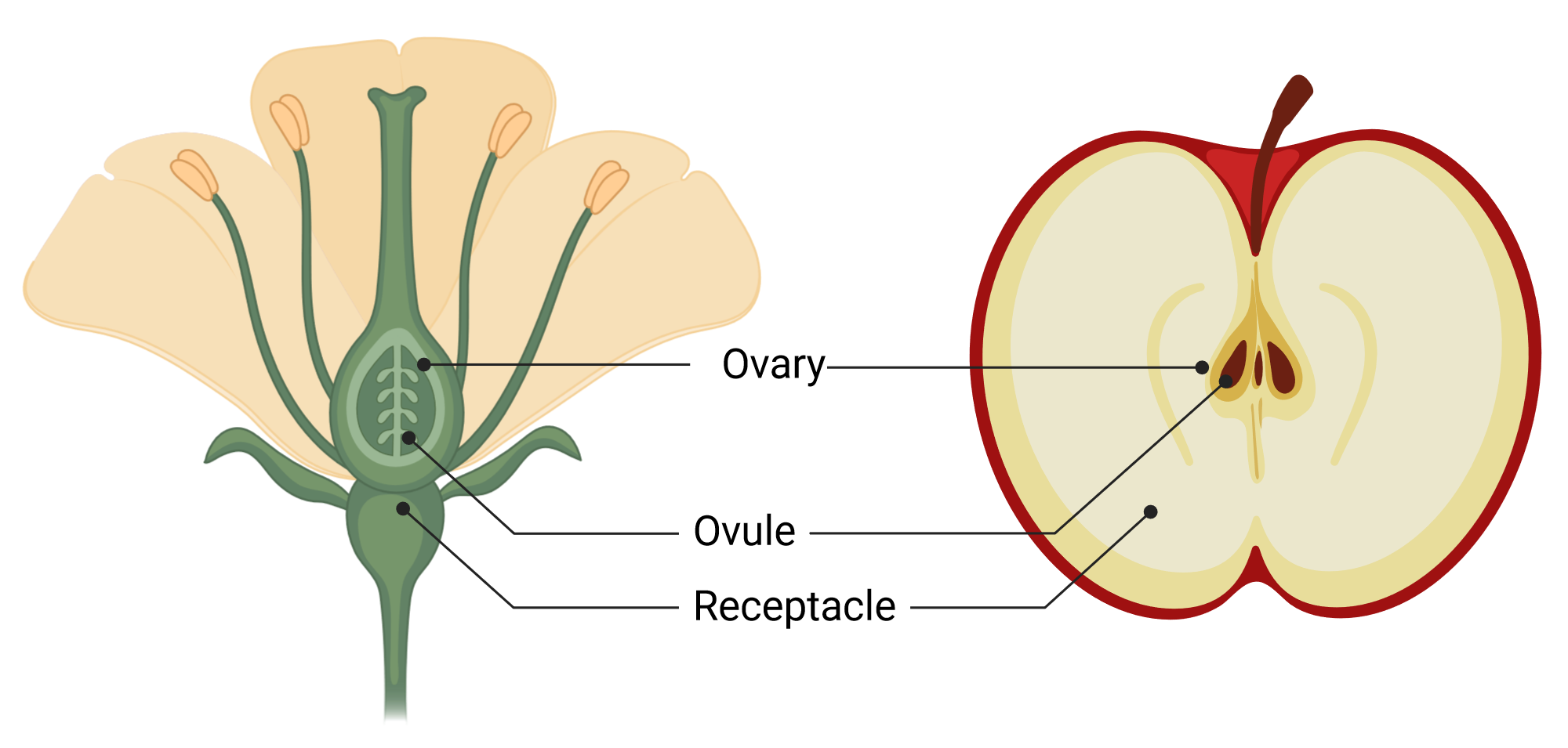 Apple Flower Fruit labelled | BioRender Science Templates