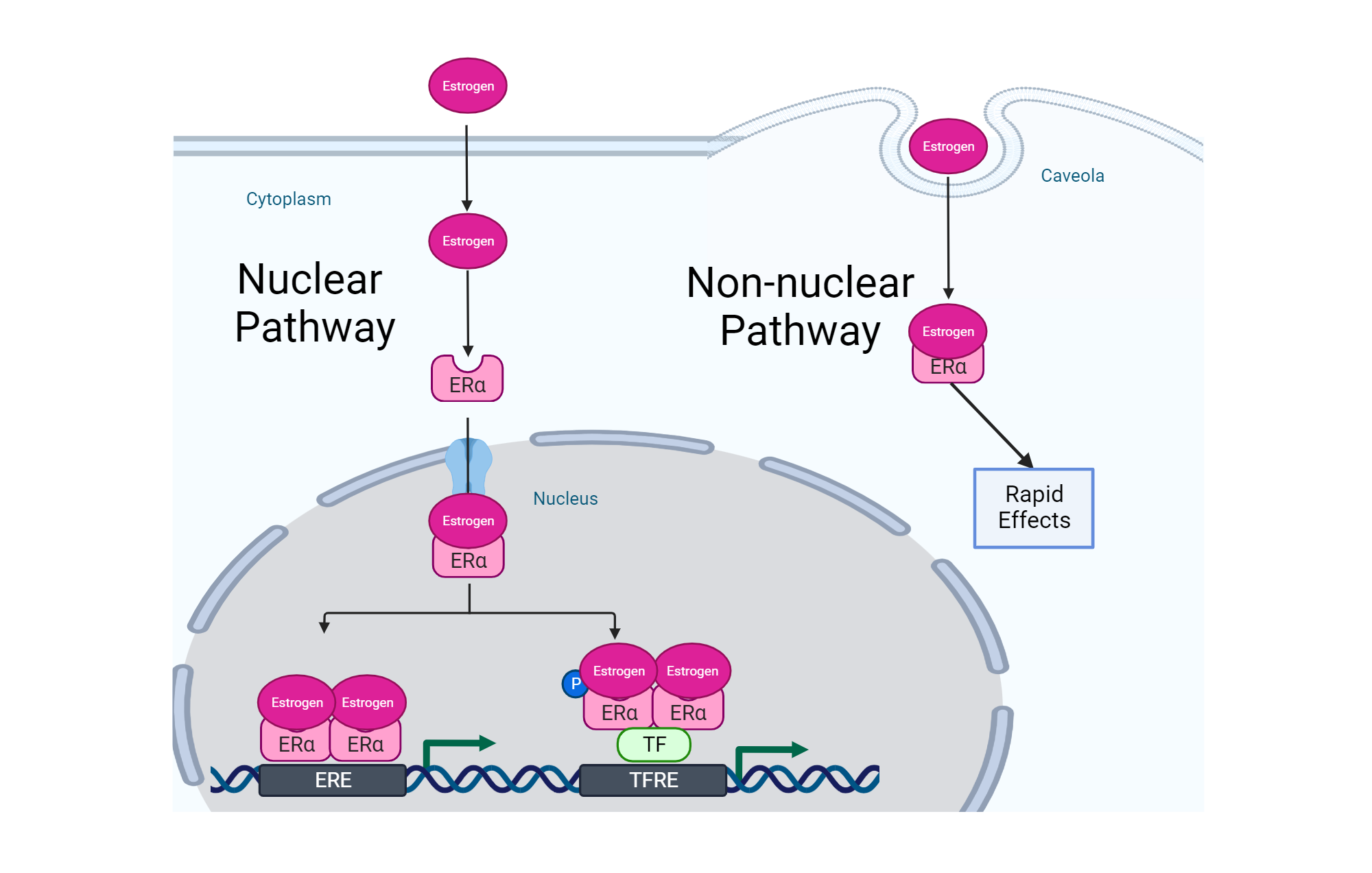 Estrogen Receptor Signaling Biorender Science Templates
