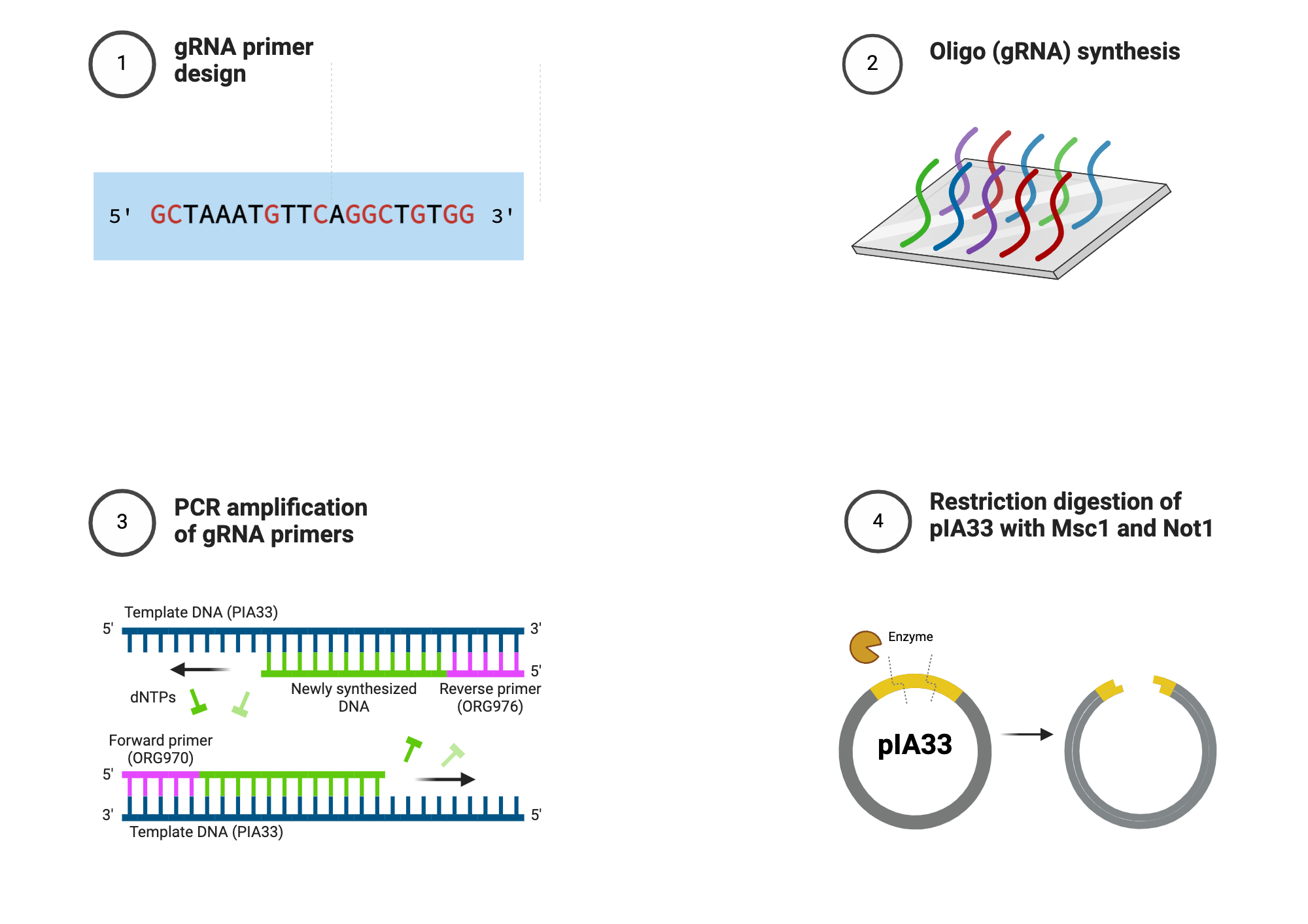 CRISPR/Cas gene editing | BioRender Science Templates