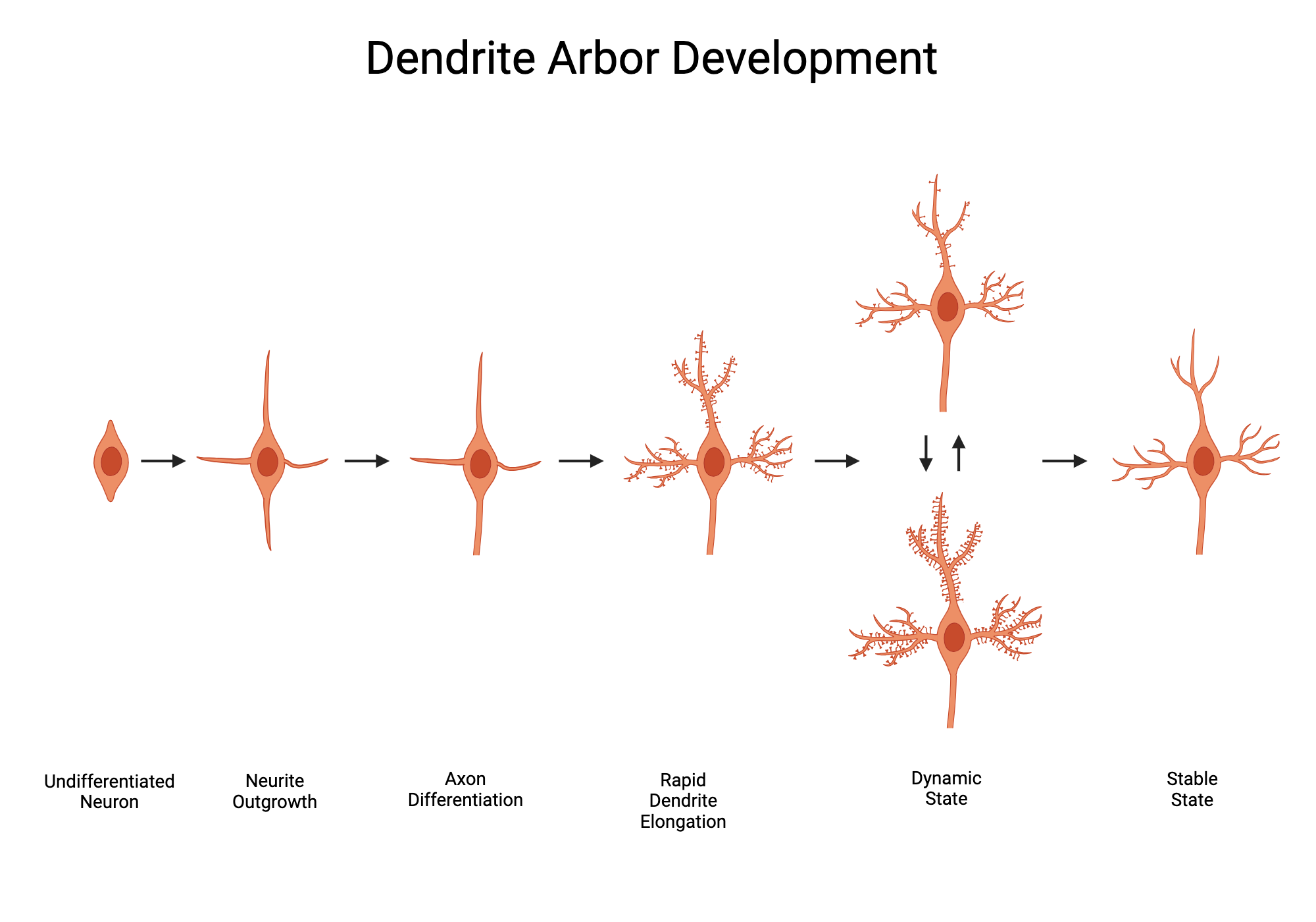 Dendritic Arbor Development | BioRender Science Templates