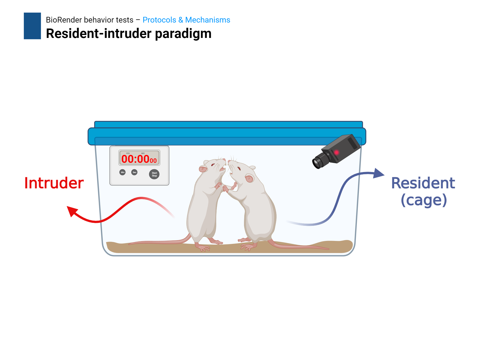 Resident-intruder paradigm | BioRender Science Templates