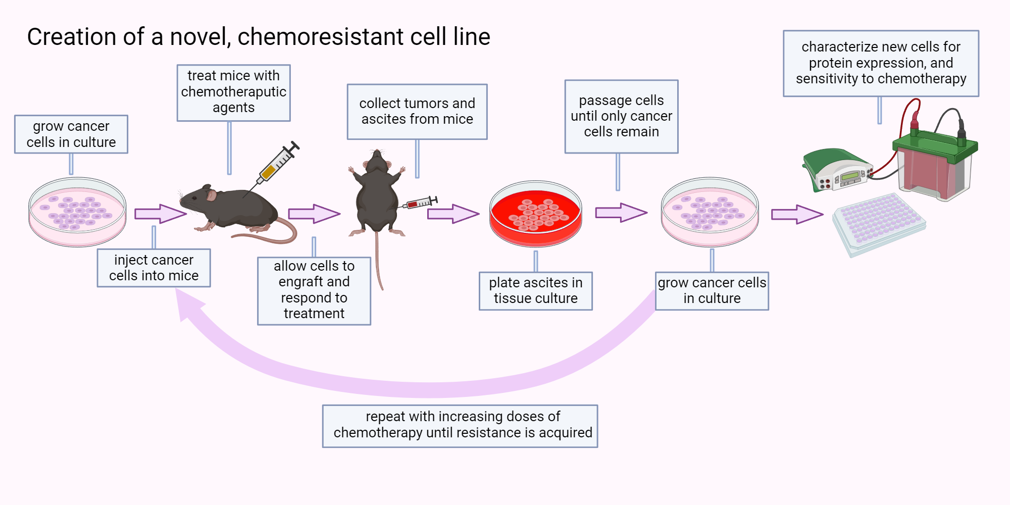 Creation of a novel, chemoresistant cell line | BioRender Science Templates