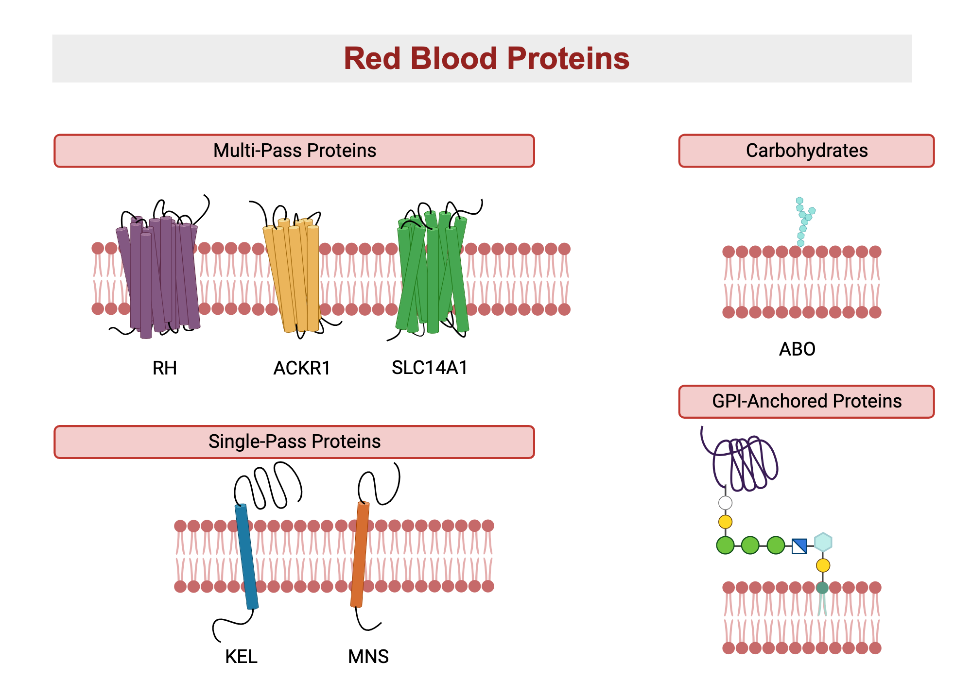 Types of Red Blood Proteins | BioRender Science Templates