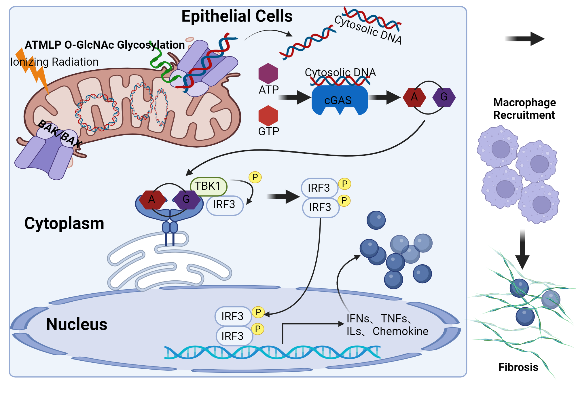 Ir Induced Mito Dna Release And Cgas Activation Biorender Science