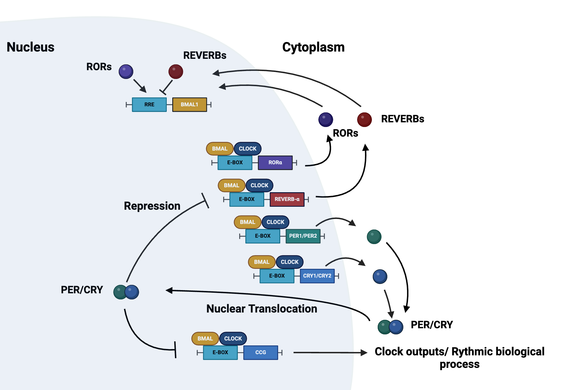 BIOLOGICAL CLOCK | BioRender Science Templates