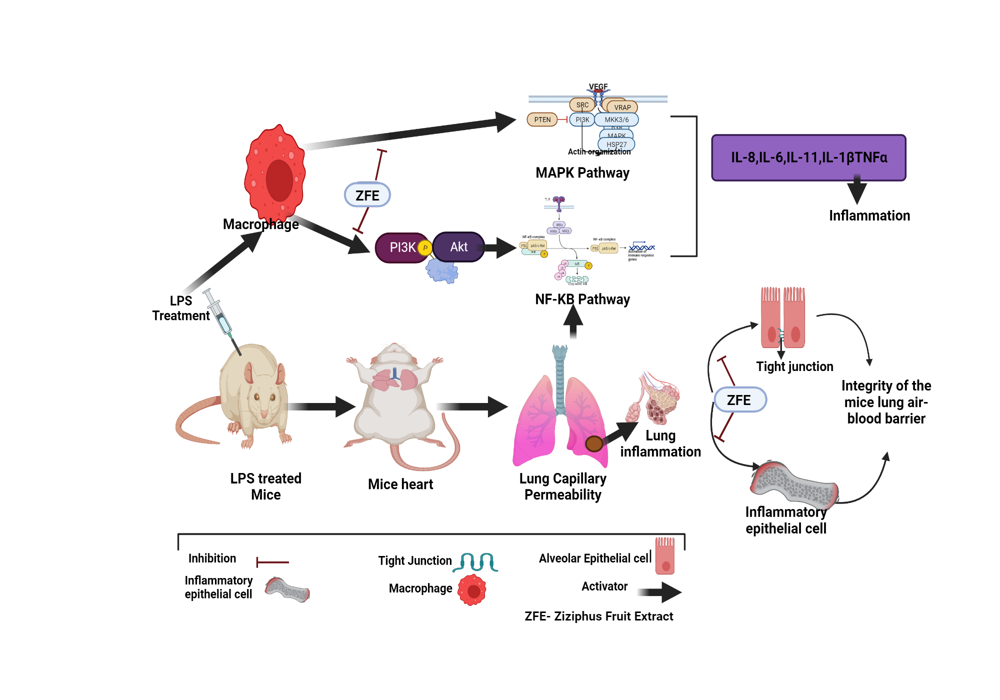 Acute lung injury | BioRender Science Templates