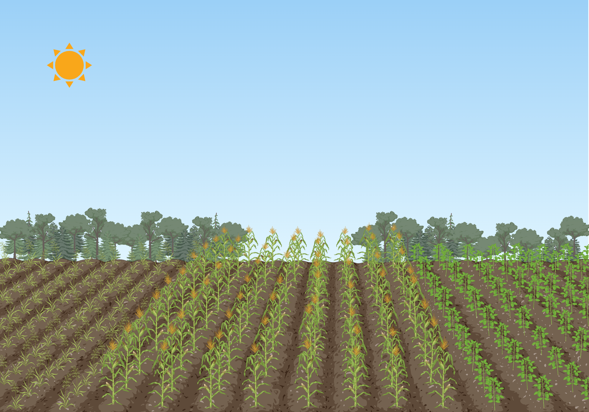 Multiple Cropping - Intercropping (Background) | BioRender Science ...