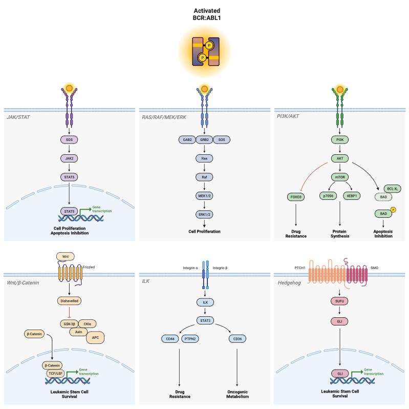 Classical BCR:ABL1 Pathways | BioRender Science Templates