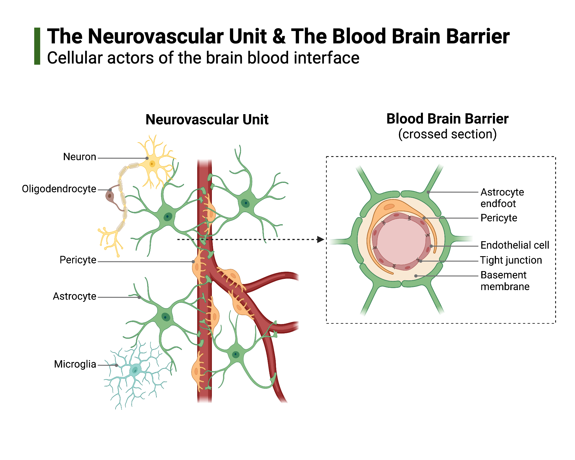 Neurovascular Unit and Blood Brain barrier | BioRender Science Templates
