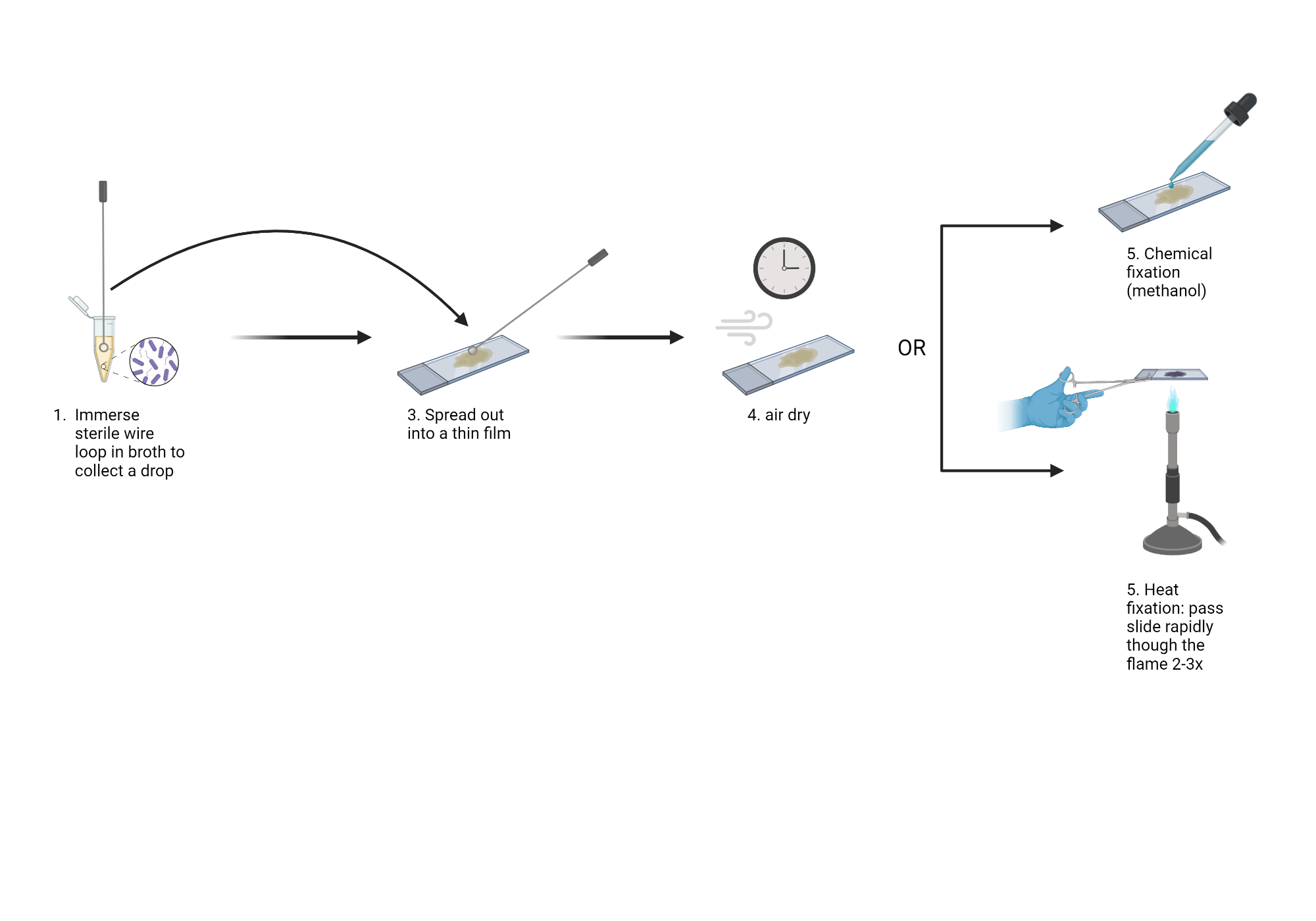 Prepare a Smear Slide | BioRender Science Templates