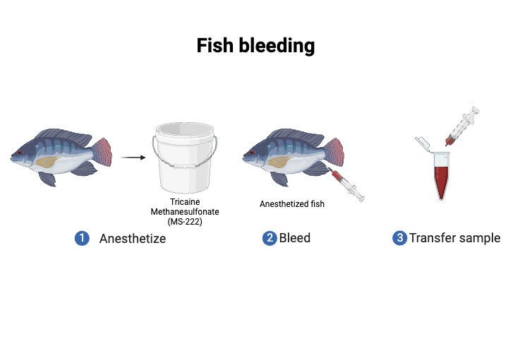 Fish bleeding | BioRender Science Templates
