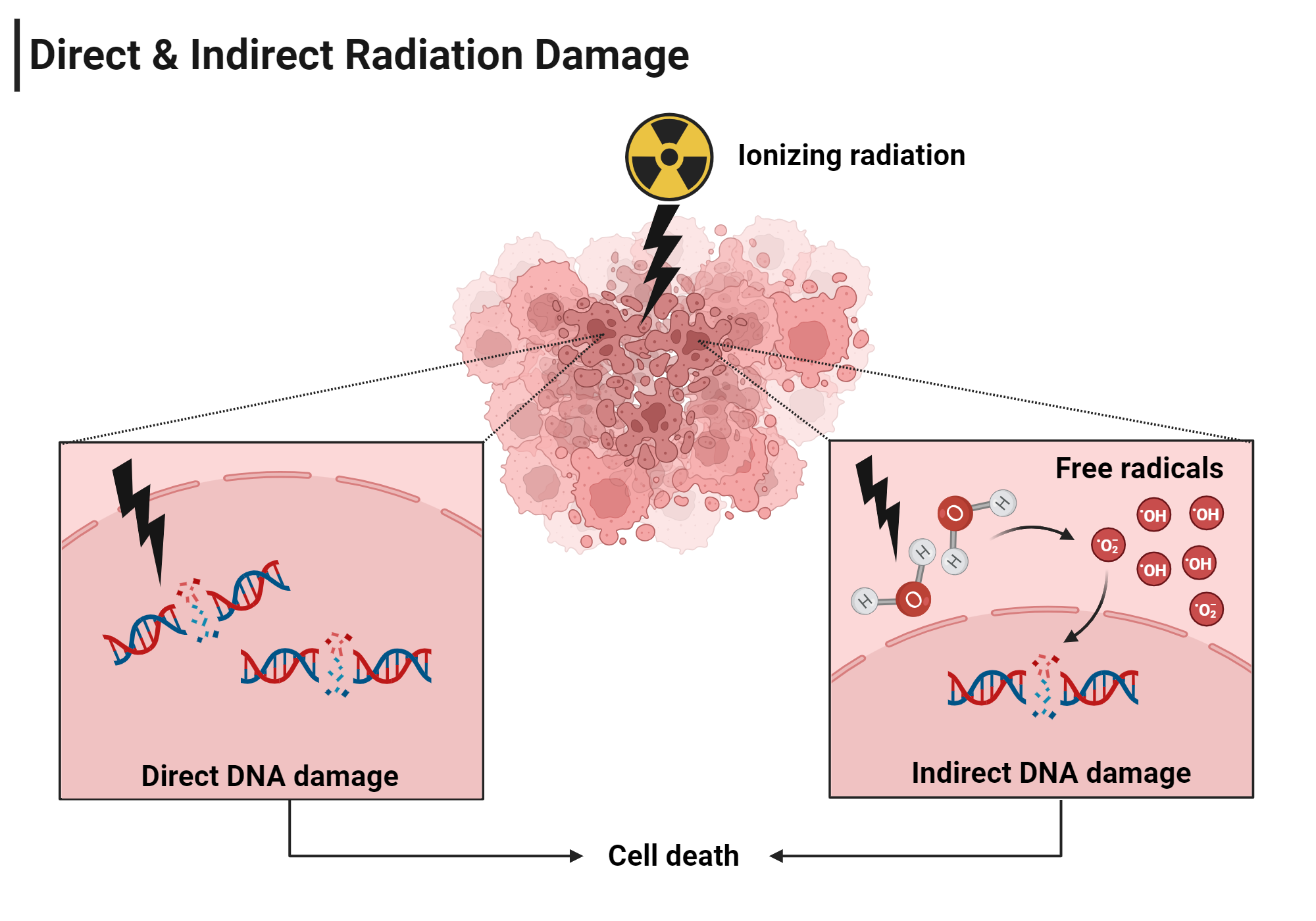 Direct Indirect Radiation Damage BioRender Science Templates