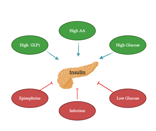 Regulation of insulin release | BioRender Science Templates