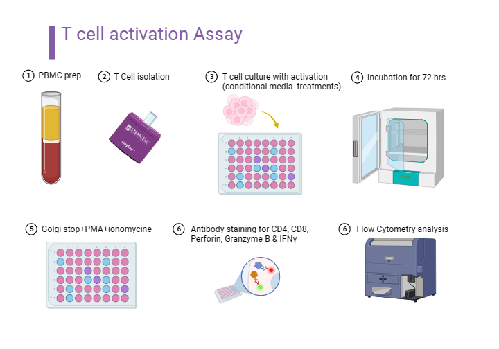 T cell activation assay | BioRender Science Templates