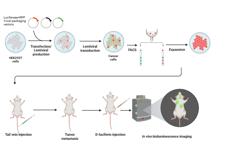 Tumor in vivo imaging (mouse) | BioRender Science Templates