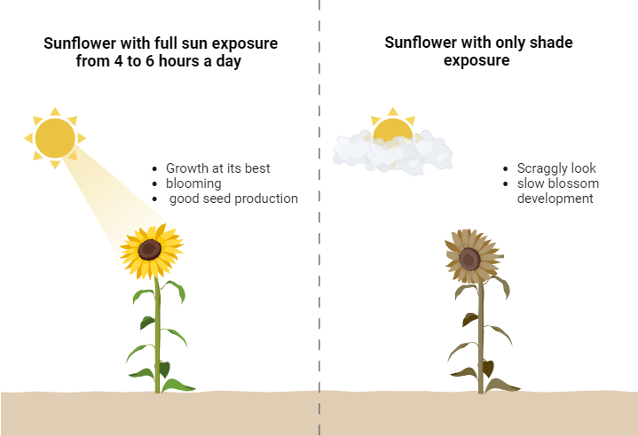 Sunflower with Full Sun Exposure VS Sunflower with Only Shade Exposure ...