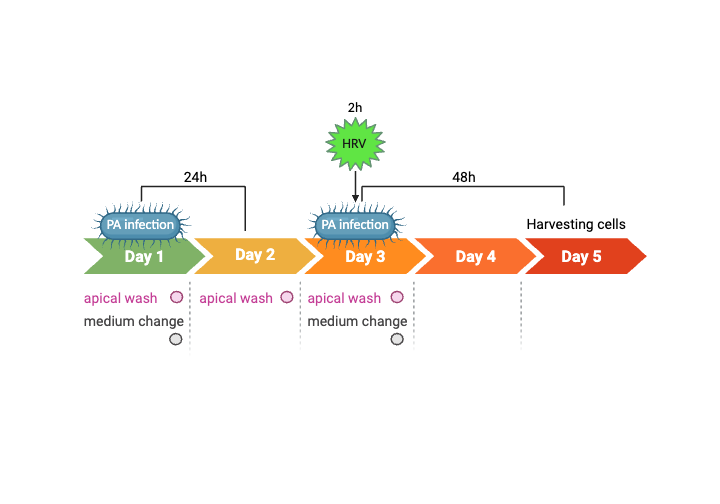 Coinfection model | BioRender Science Templates