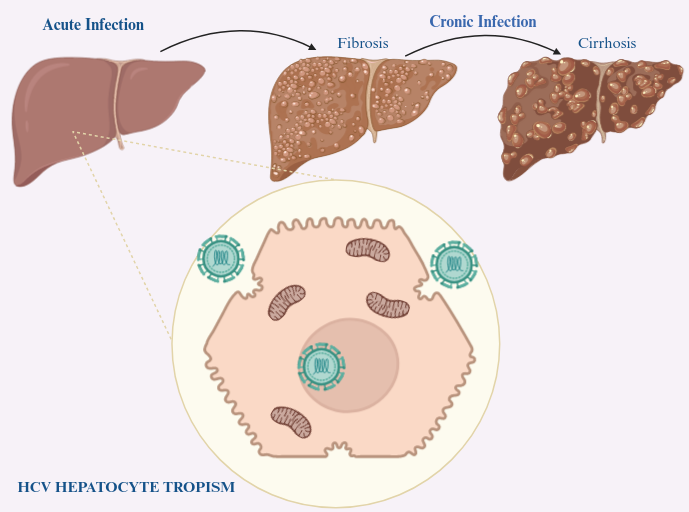 HCV Liver Tropism | BioRender Science Templates