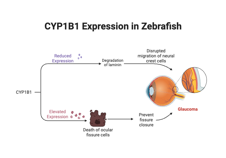 CYP1B1 expression in Zebrafish | BioRender Science Templates