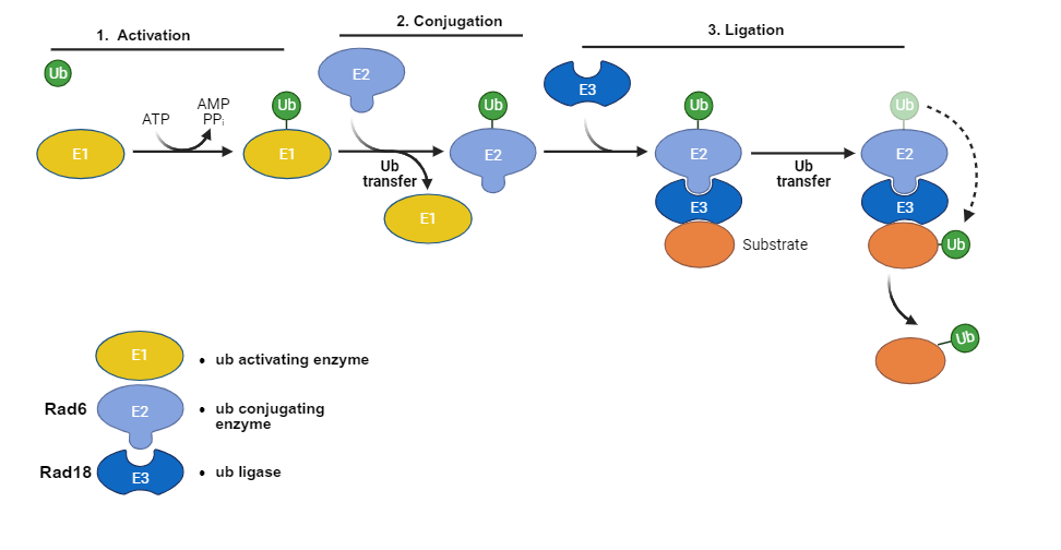 Protein Ubiquitylation Pathway for RING-type E3 Ligases | BioRender ...
