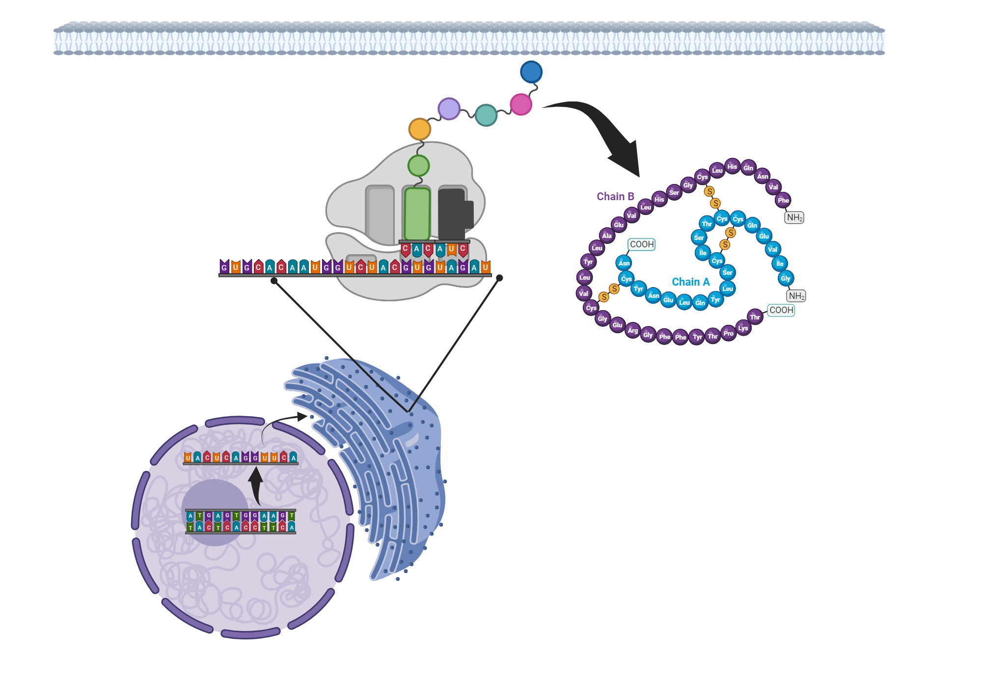 protein synthesis | BioRender Science Templates