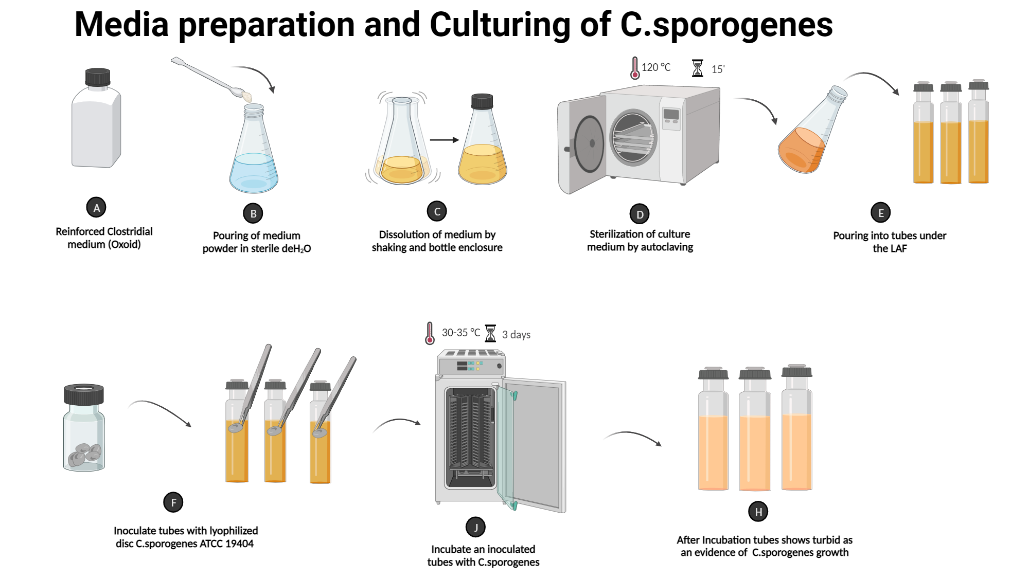 Media preparation and culturing of Clostridium sporogenes | BioRender ...