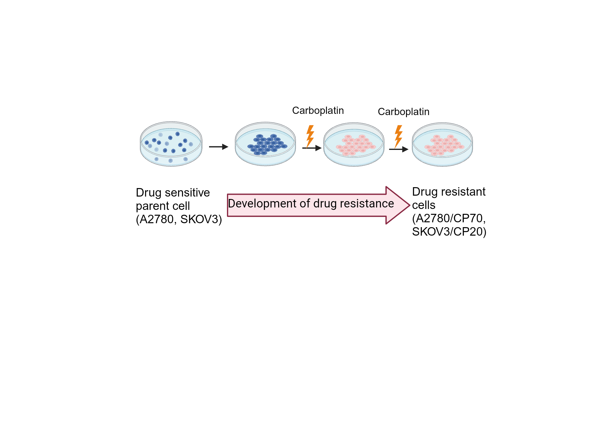 generation of resistant cell line | BioRender Science Templates