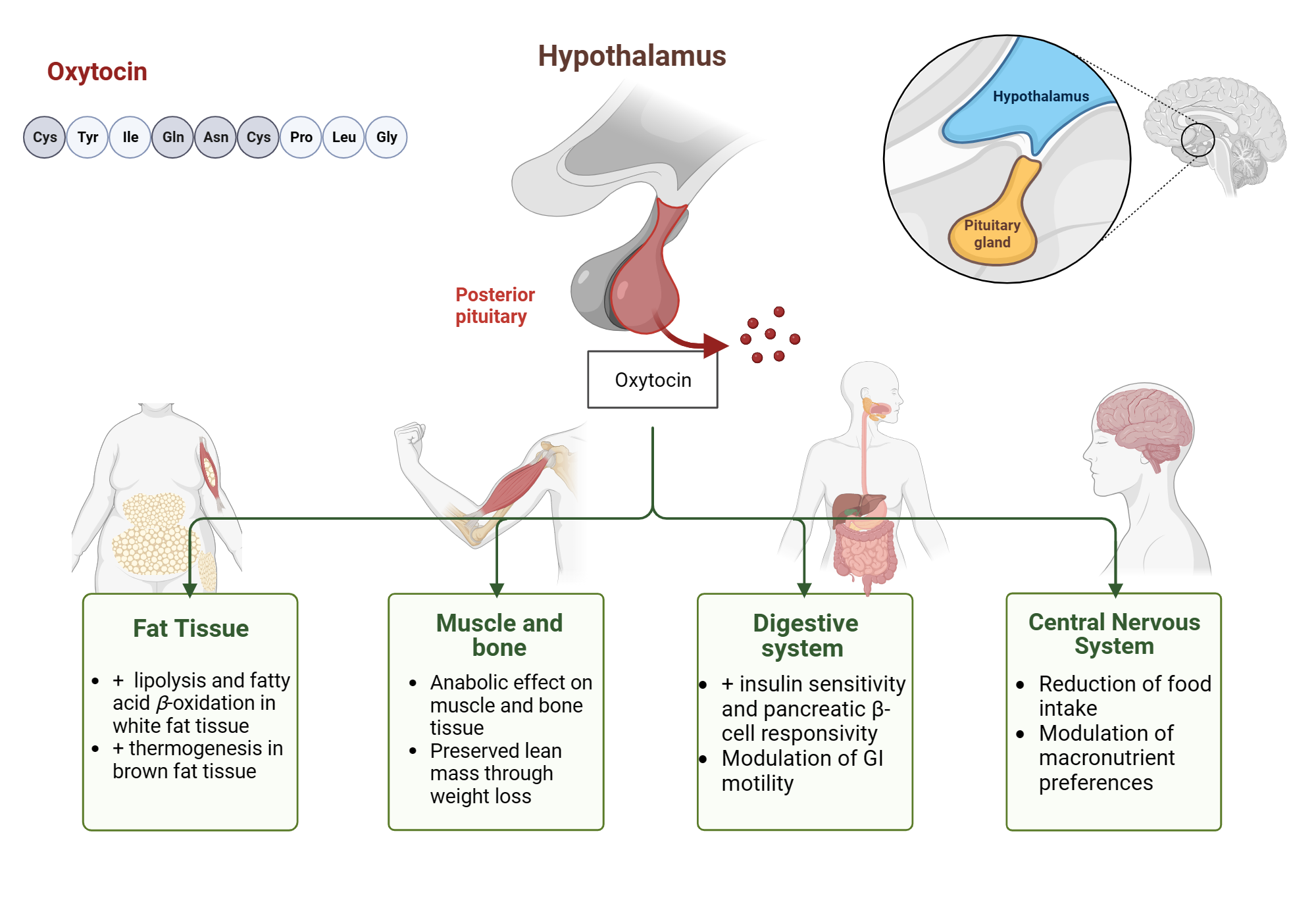 oxytocin and body weight control | BioRender Science Templates