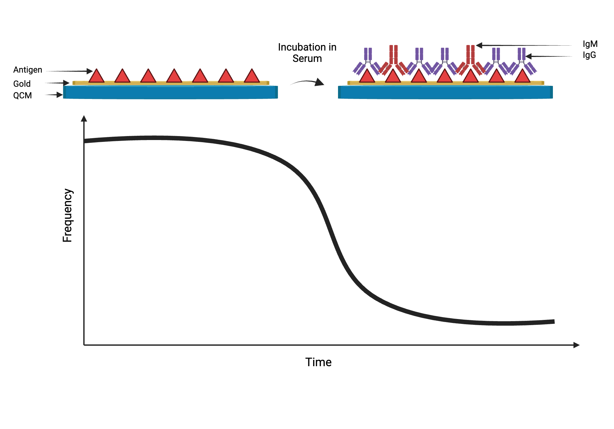 Quartz Crystal Method (QCM) | BioRender Science Templates