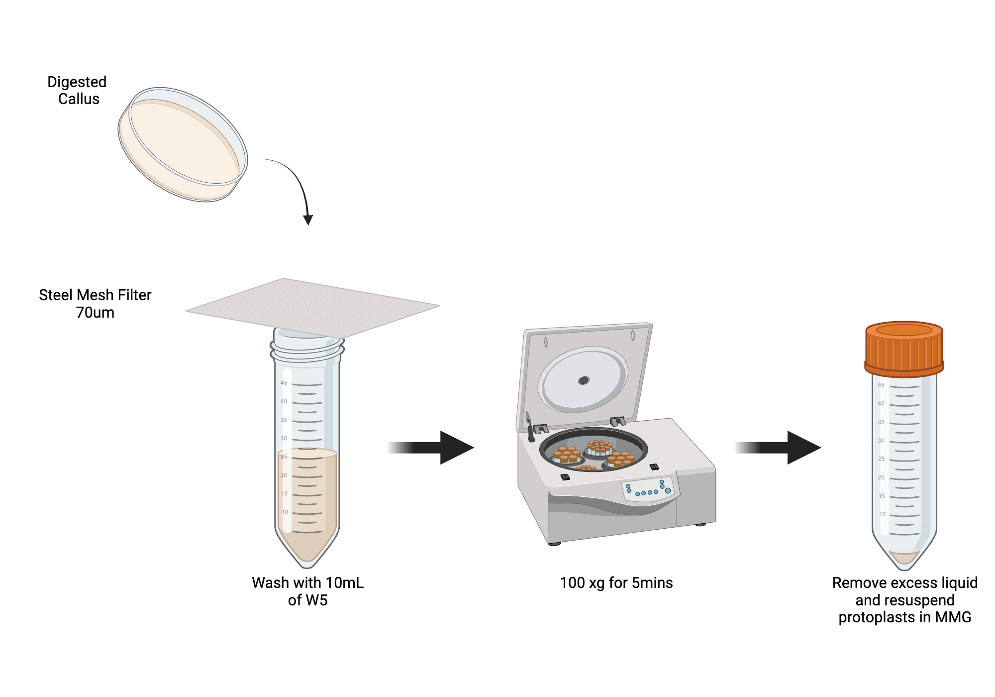 Protoplast isolation | BioRender Science Templates