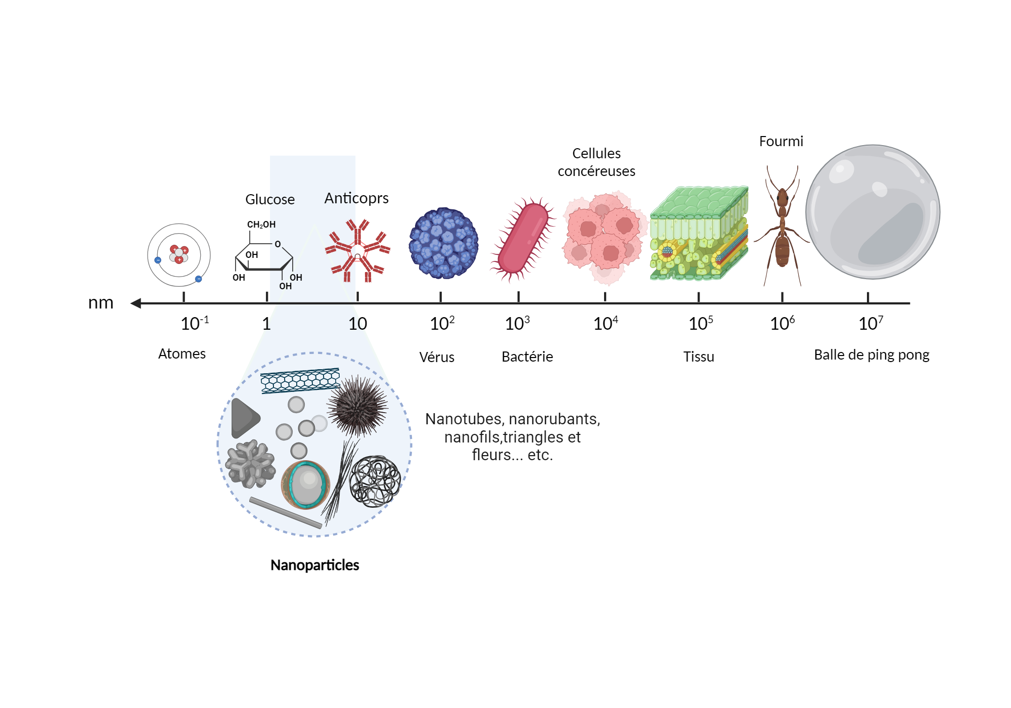 Echelle de Nanoparticles | BioRender Science Templates