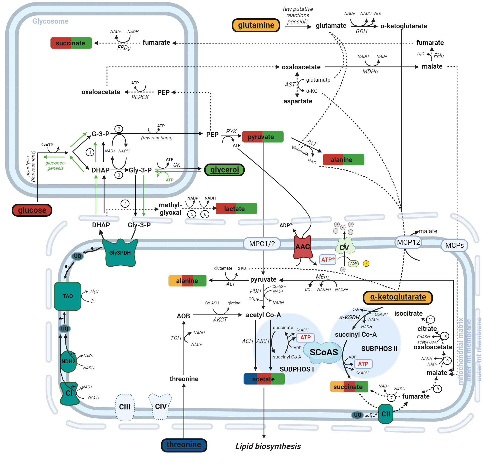 BF metabolism BETTER recovered | BioRender Science Templates