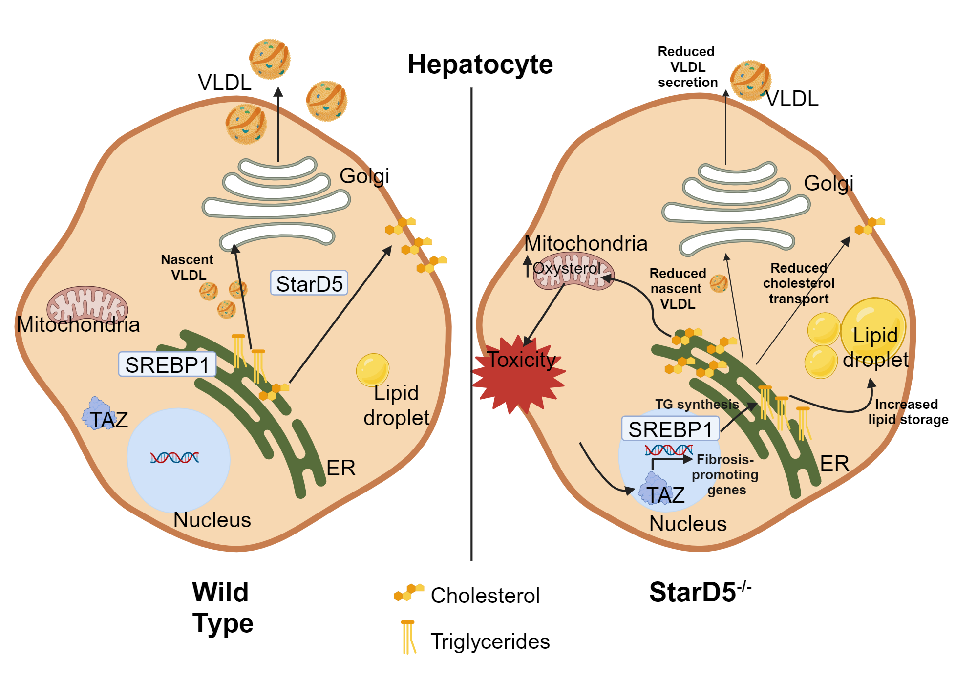 CMGH 2 | BioRender Science Templates