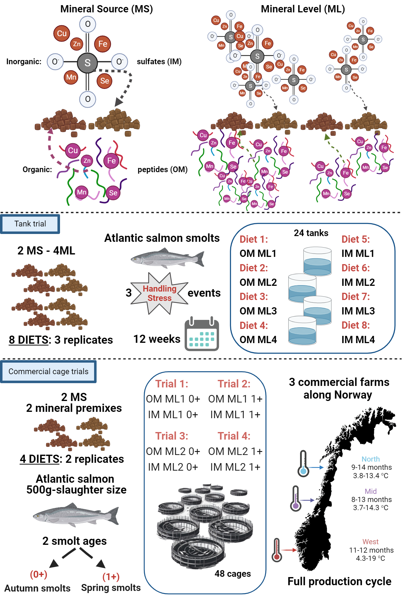 Thesis experimental design | BioRender Science Templates