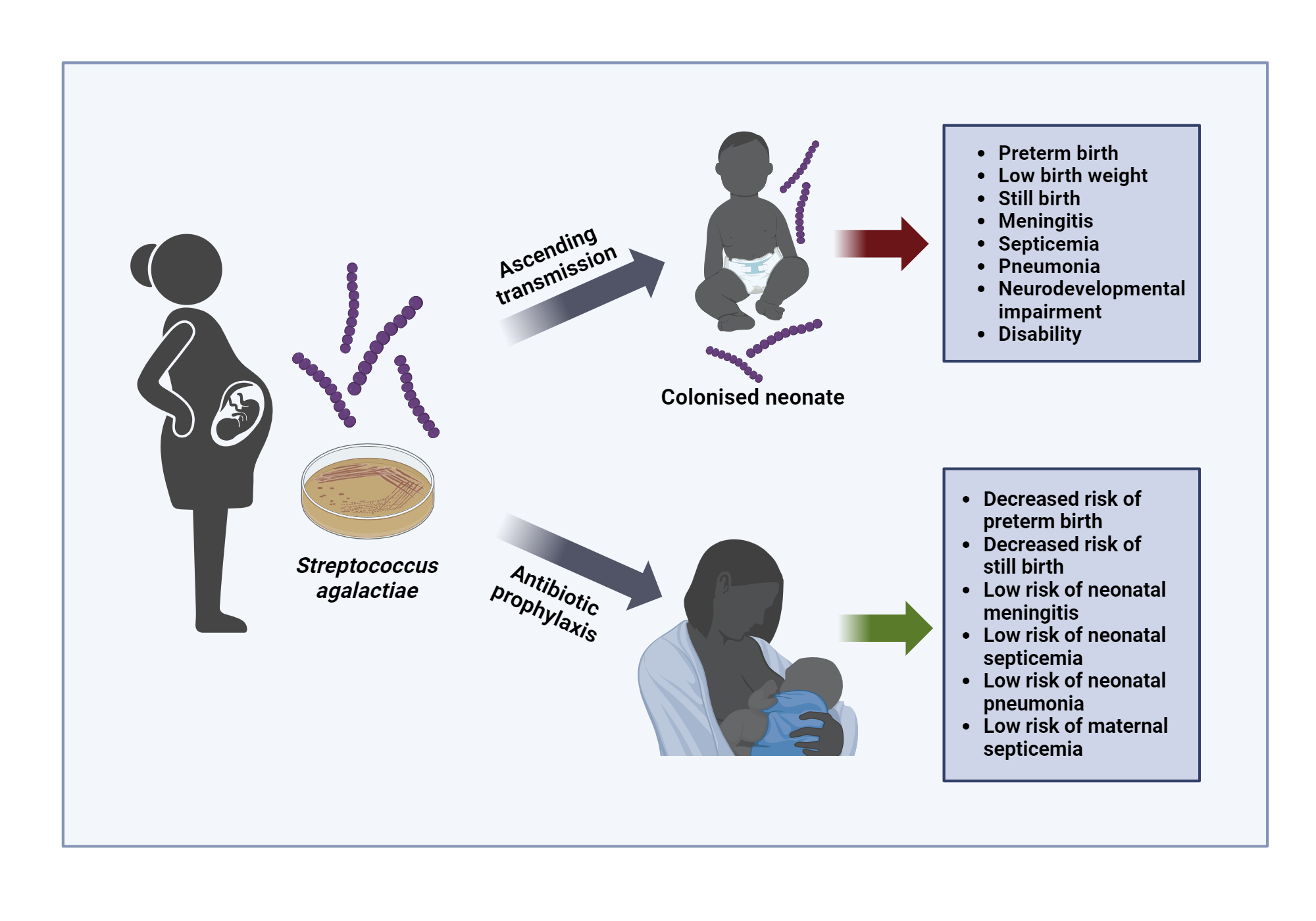 Clinical Outcomes Of Streptococcus Agalactiae Infection In Neonates Through Ascending