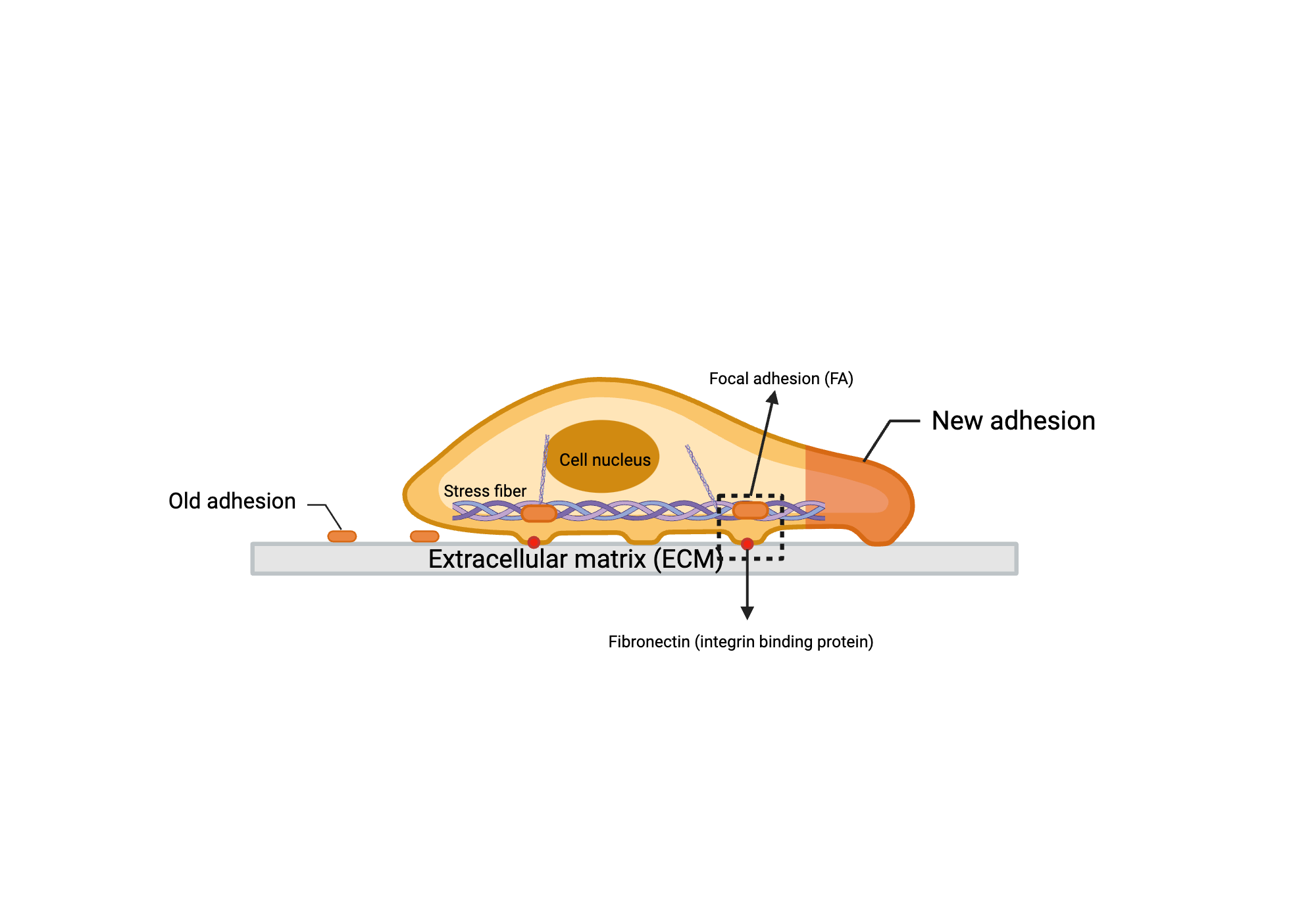 Focal Adhesion Protein | BioRender Science Templates