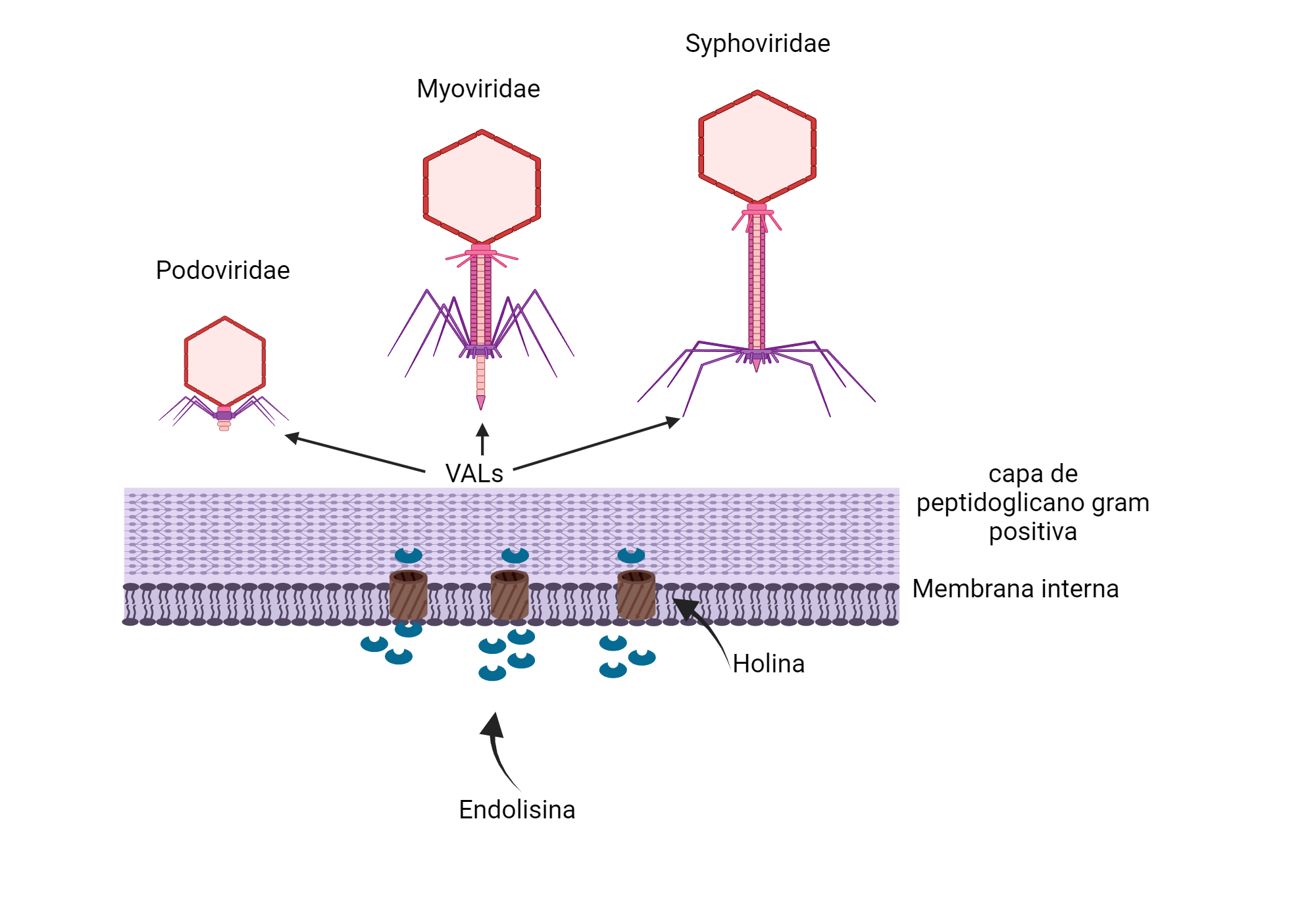 Endolysin and Lysins asociated of virions | BioRender Science Templates