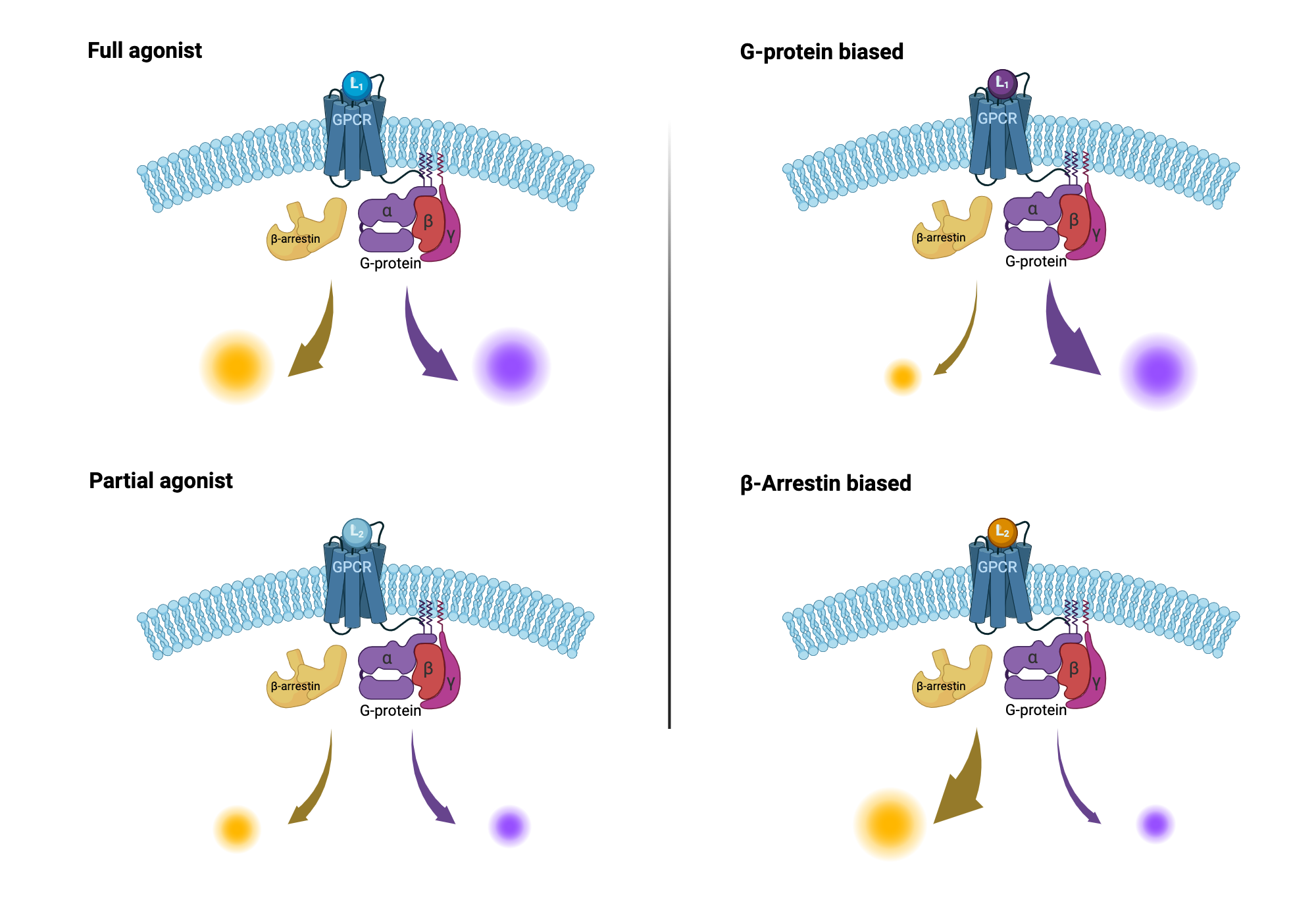 GPCR Biased signaling | BioRender Science Templates