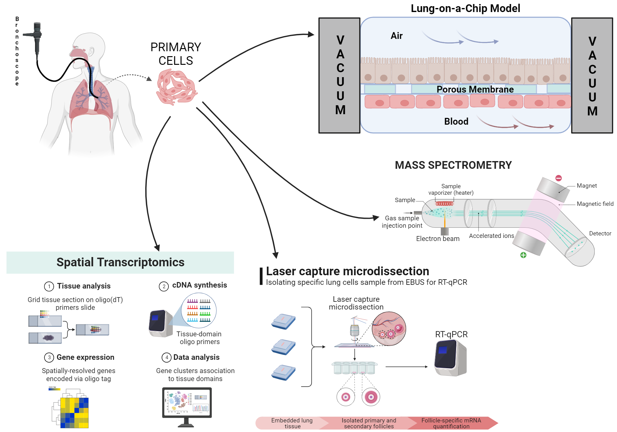 endobronchial lung biopsy lung-on-a-chip | BioRender Science Templates