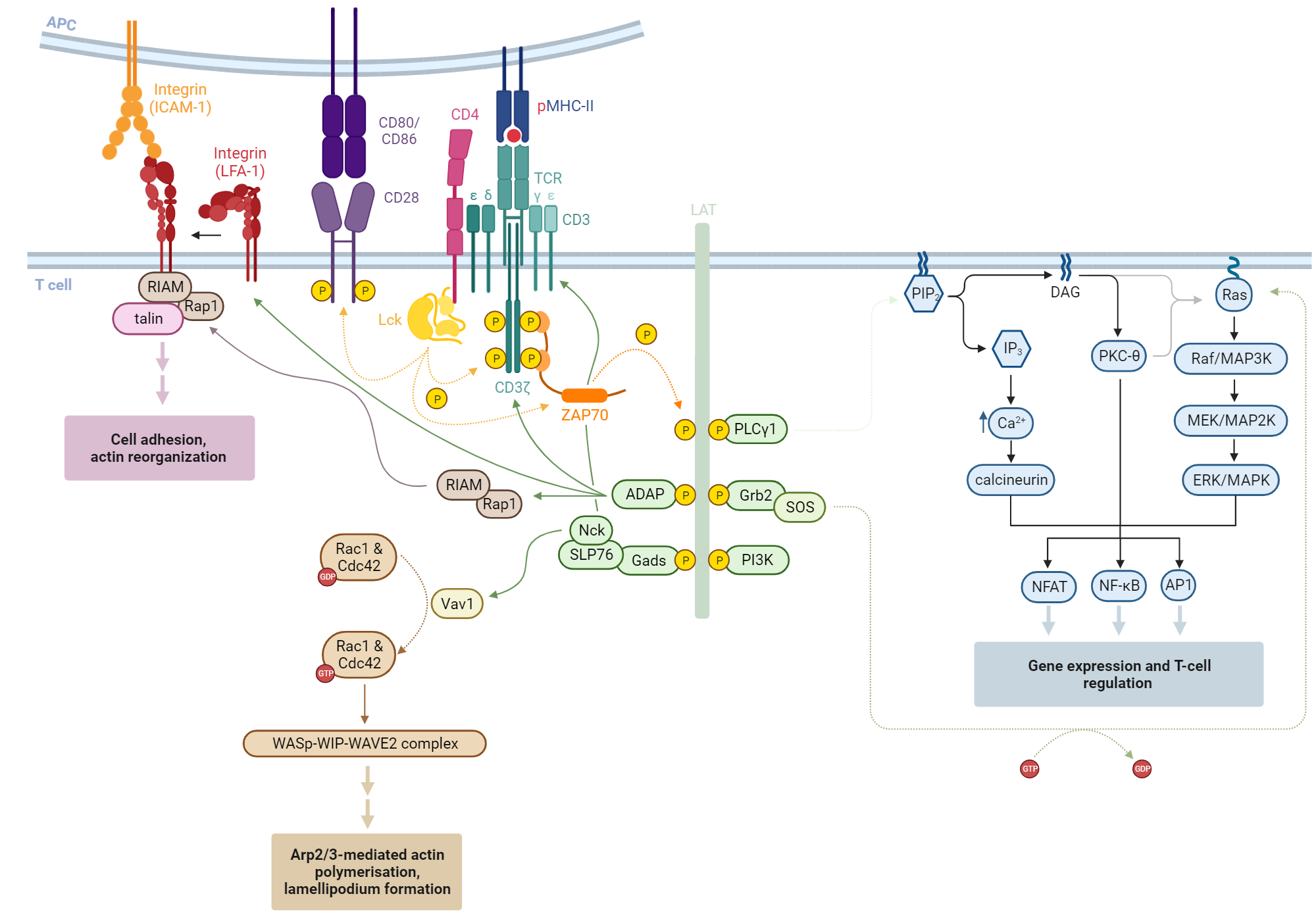 T-cell signaling | BioRender Science Templates
