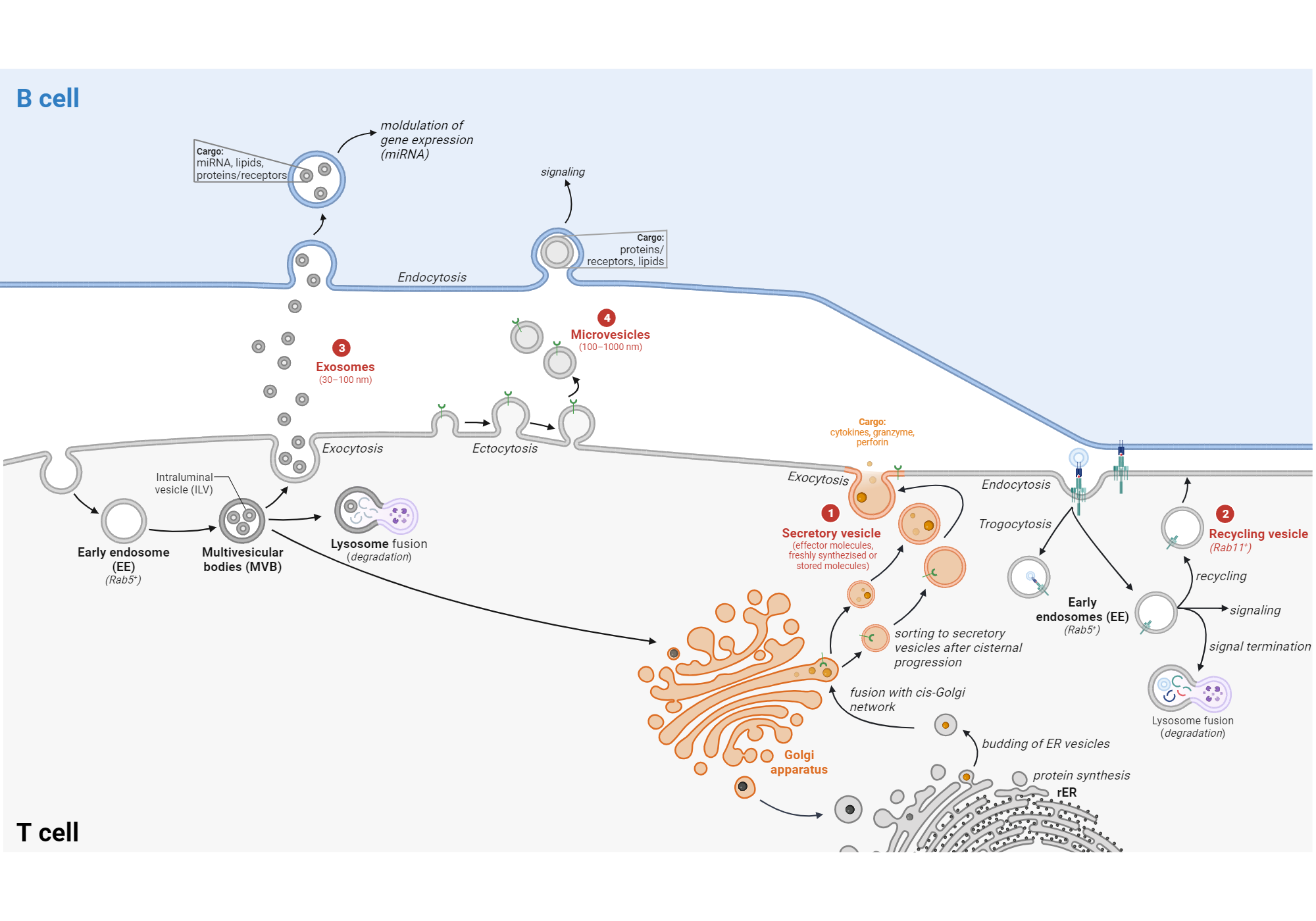 Vesicle trafficking at the immunological synapse | BioRender Science ...