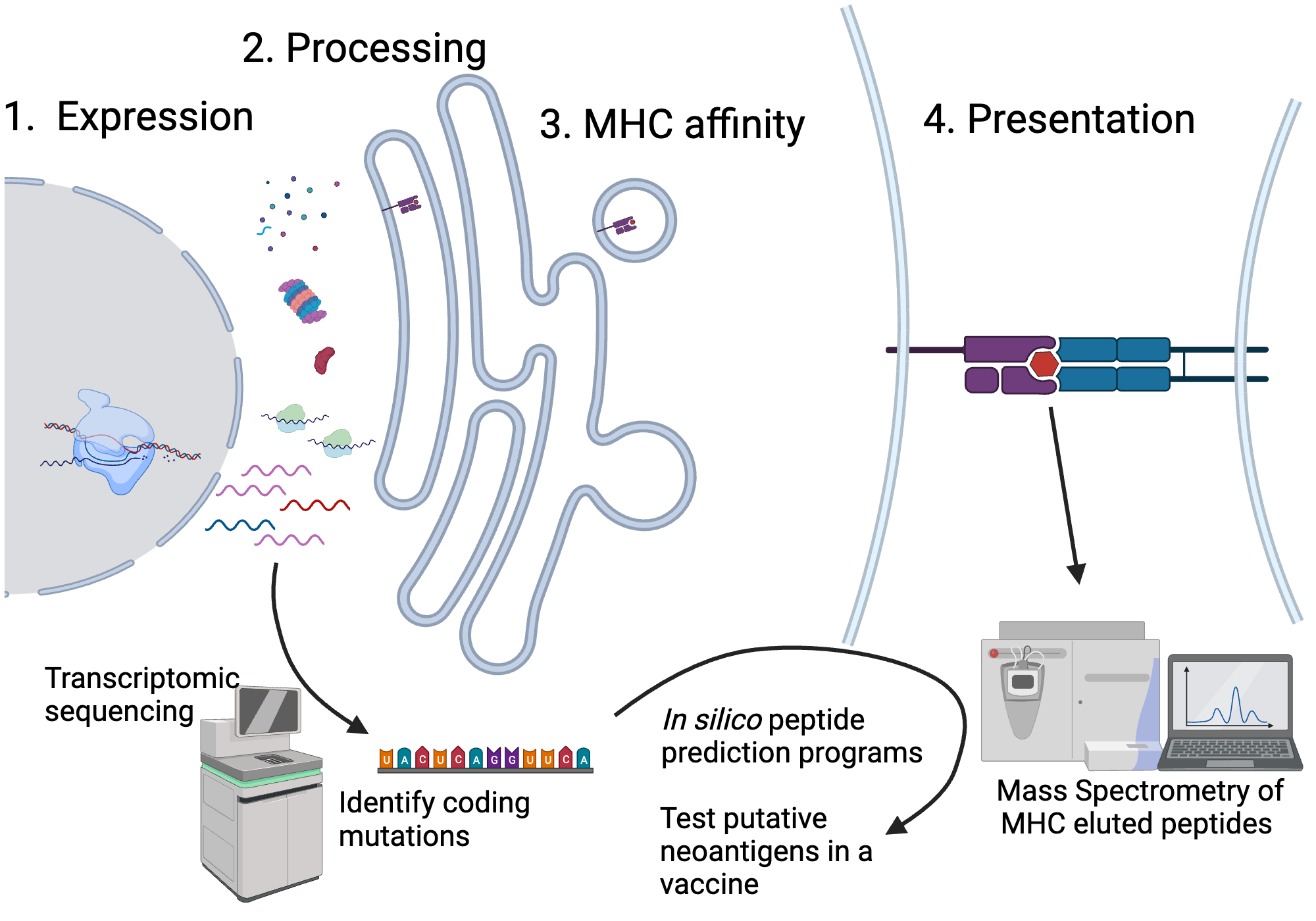 Neoantigen Peptide Prediction Pipeline Biorender Science Templates
