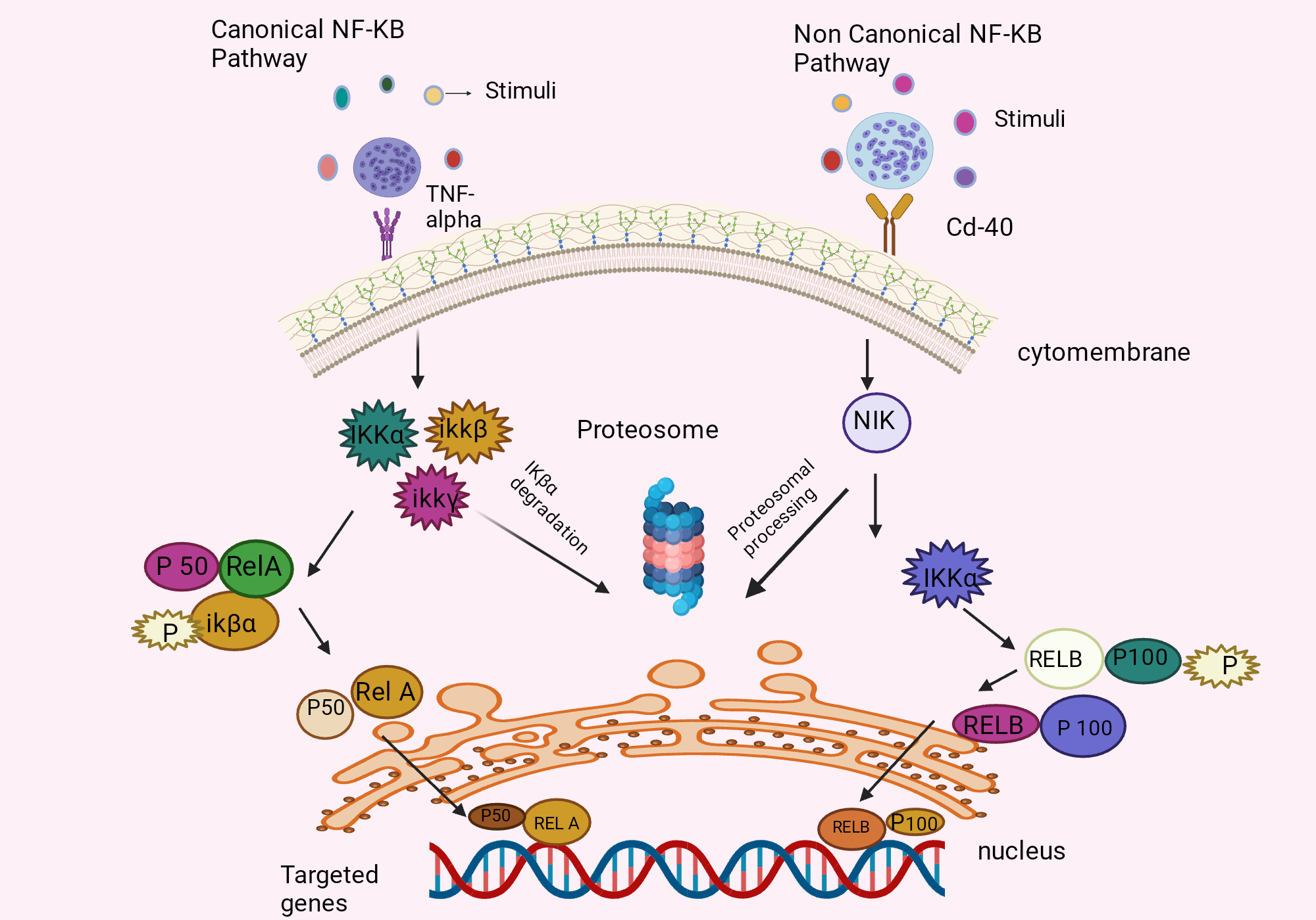 nf-kb pathway | BioRender Science Templates