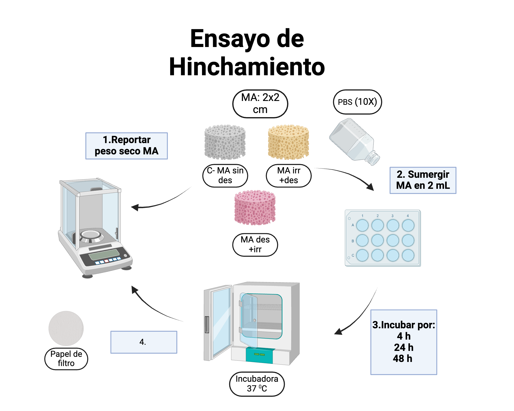 PBS swelling assay | BioRender Science Templates