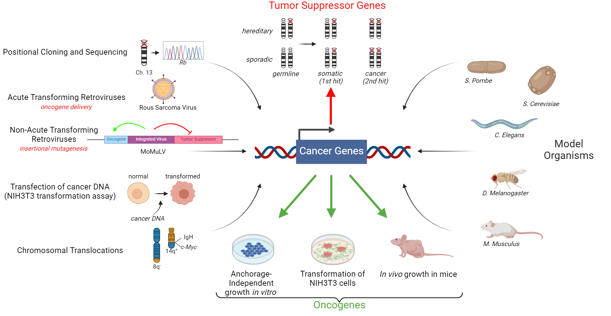 Discovery and validation of cancer genes | BioRender Science Templates